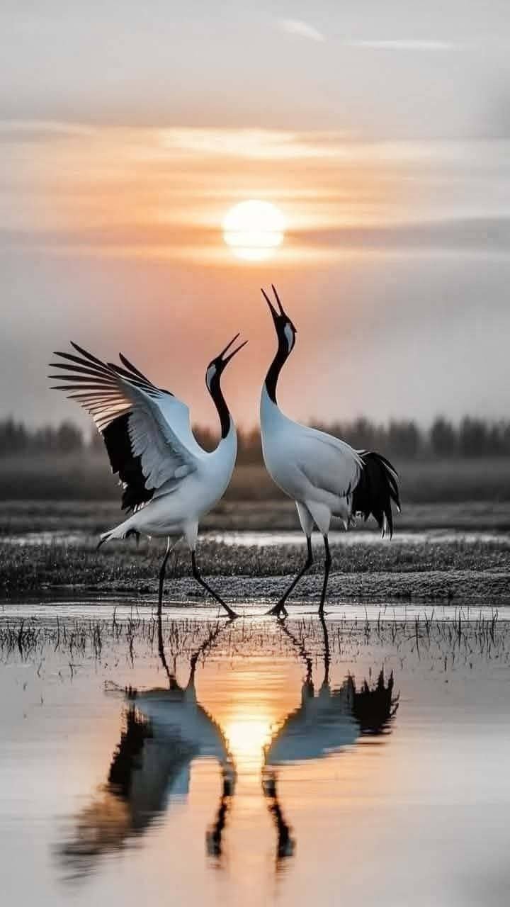 Jappy - Deine Online-Community