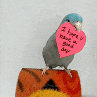 QUACKERS / Duck (16057488)